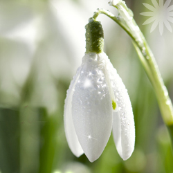 Un ghiocel mi-a soptit...